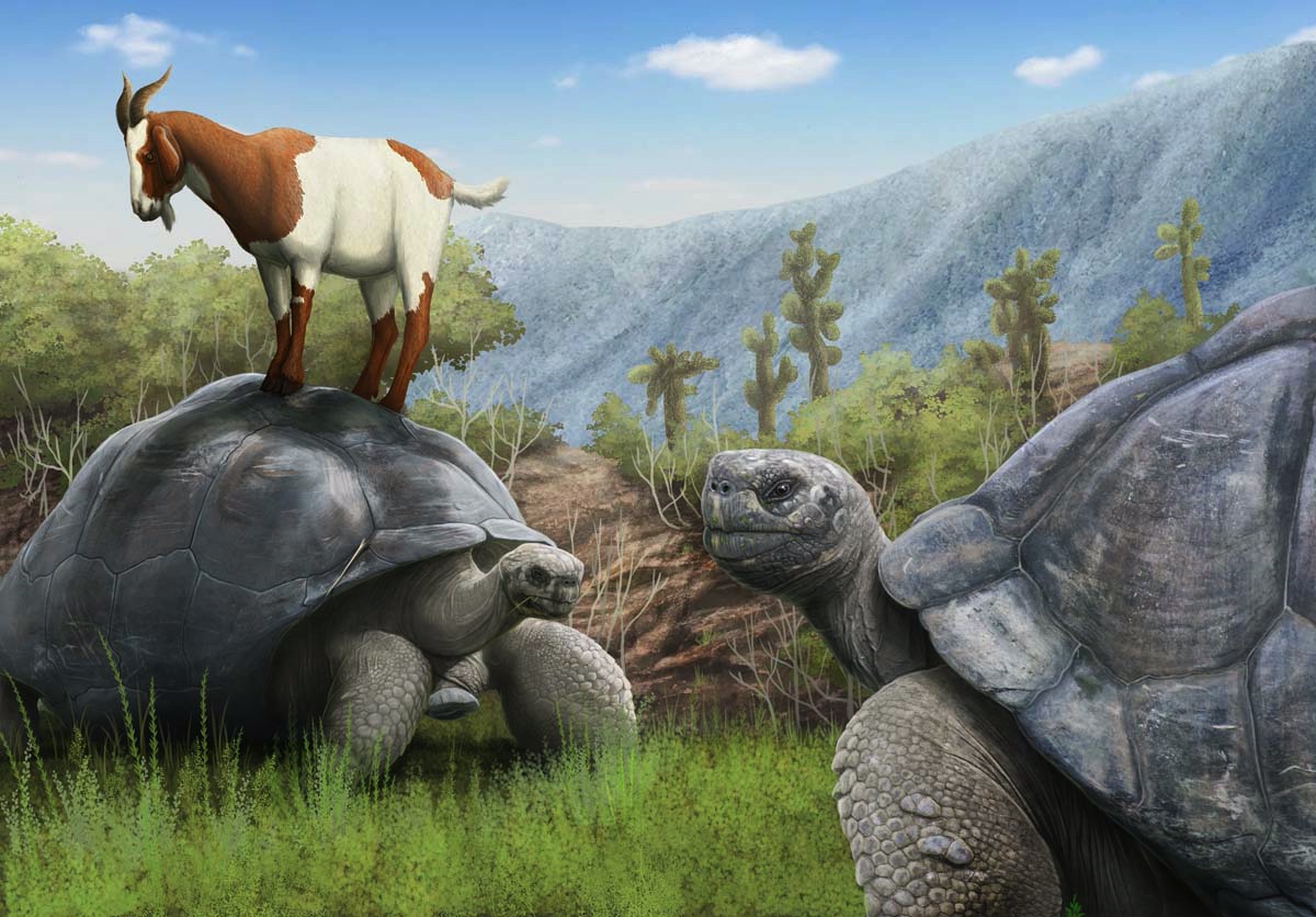 Goats and Tortoises | TripFiction