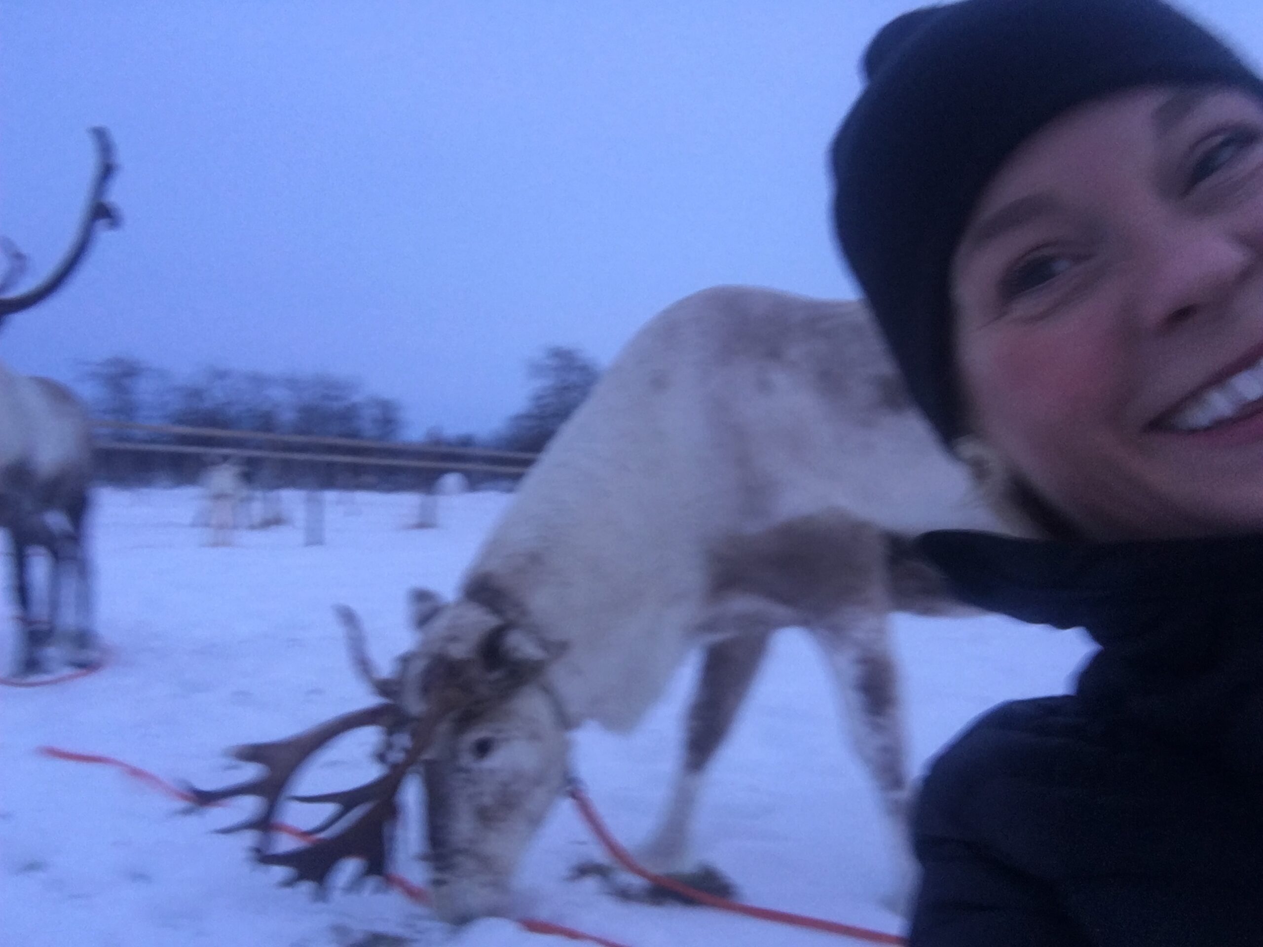 Laura Galloway with reindeer (c) Laura Galloway | TripFiction