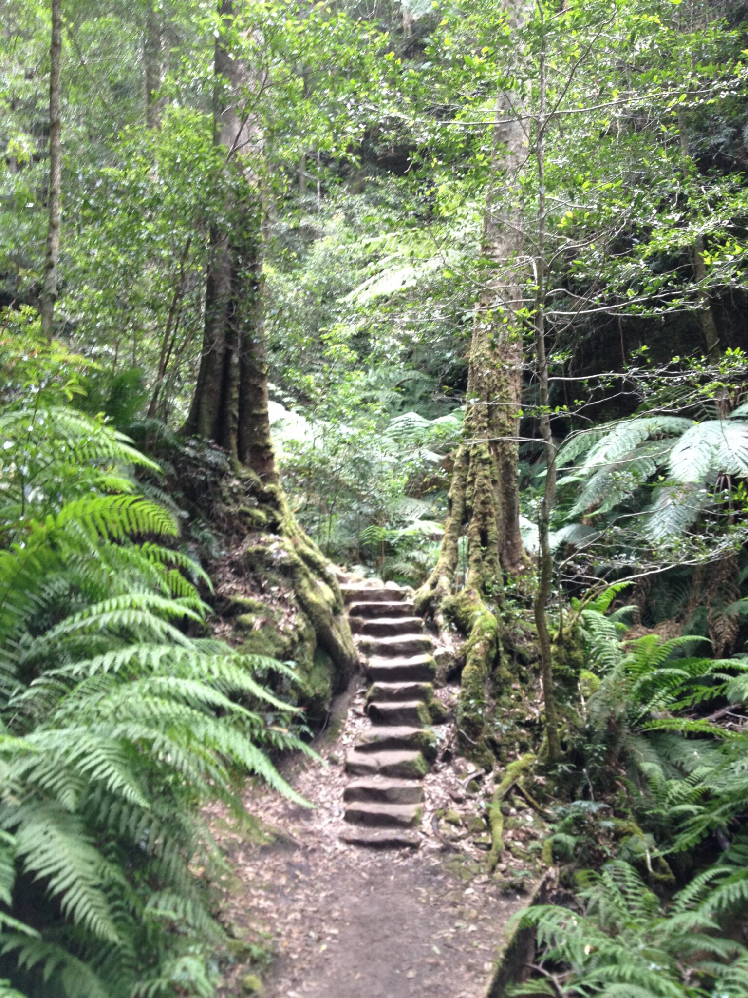Talking Location With author Alison Booth – The Blue Mountains Blog ...